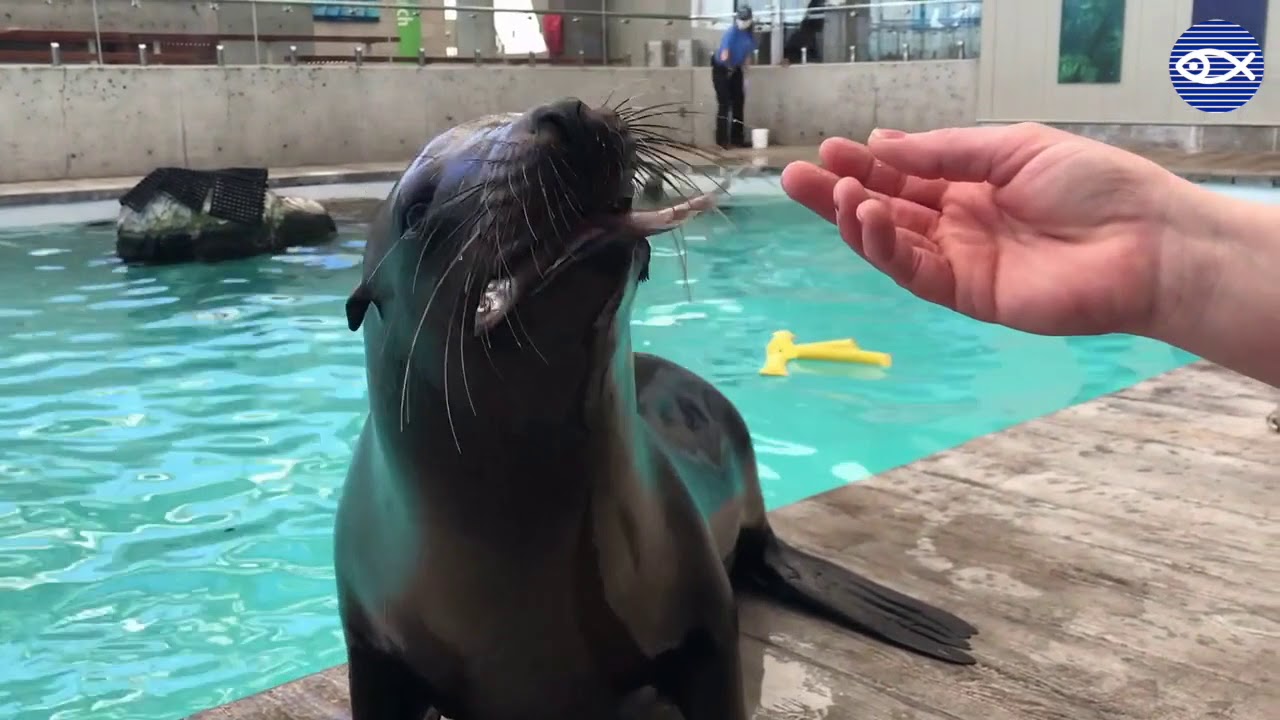 15 Fascinating Aquarium Virtual Field Trips - EdRater
