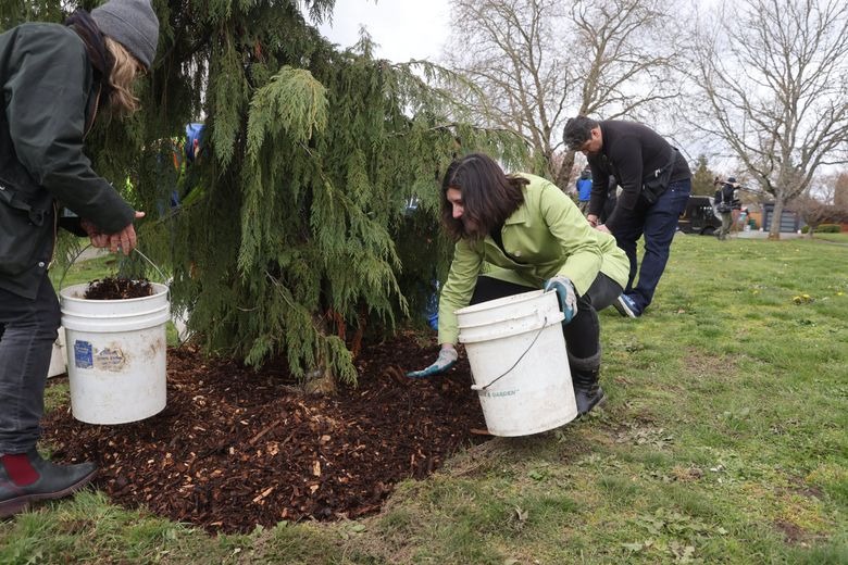 Seattle Implements Ambitious Urban Forestry Initiative - EdRater
